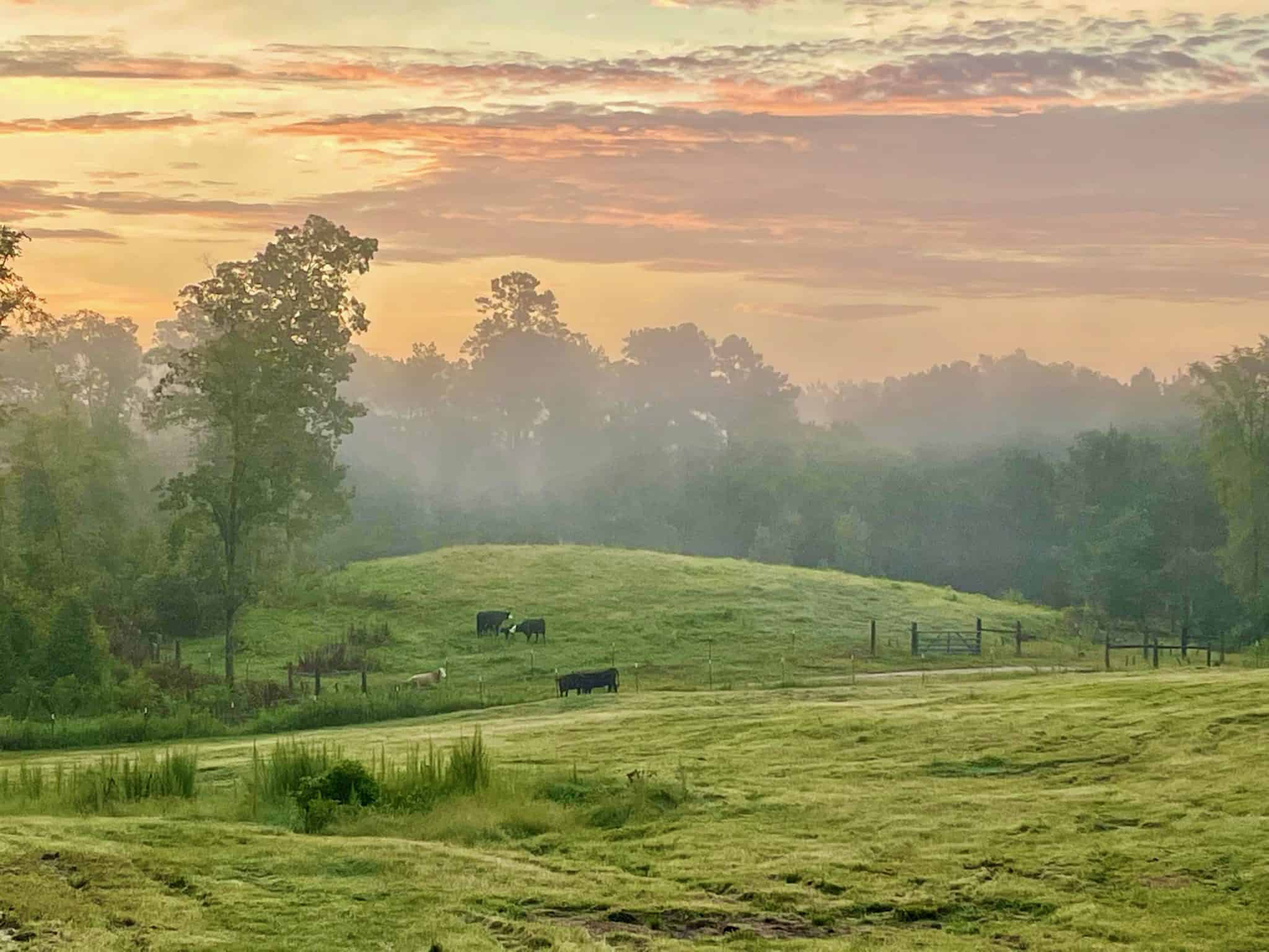Land for Sale in South Carolina | Hillcrest Land & Sales Management